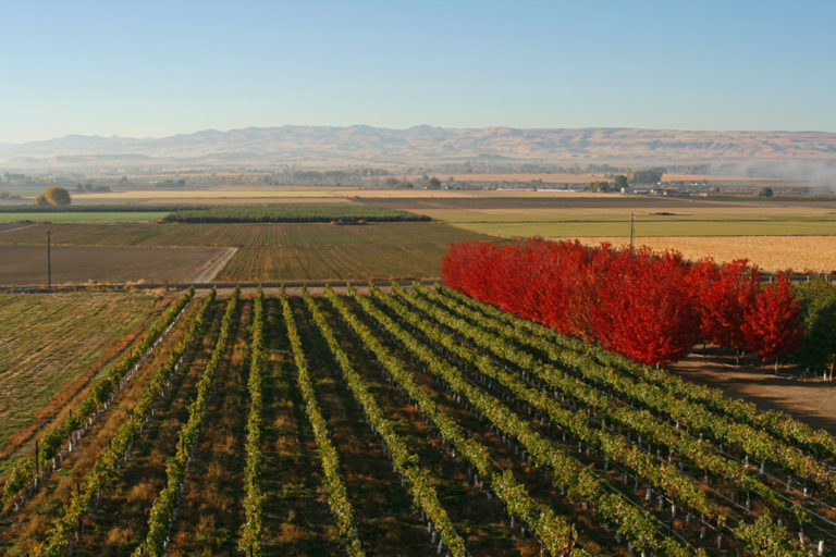 feature_wine_koenig_vineyard - TERRITORY Magazine